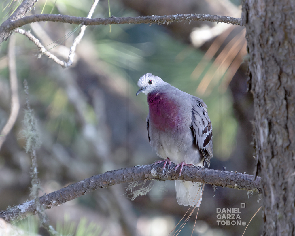 Maroon-chested Ground Dove from Tapalapa, Chis., México on May 28, 2024 at 06:18 AM by Daniel ...