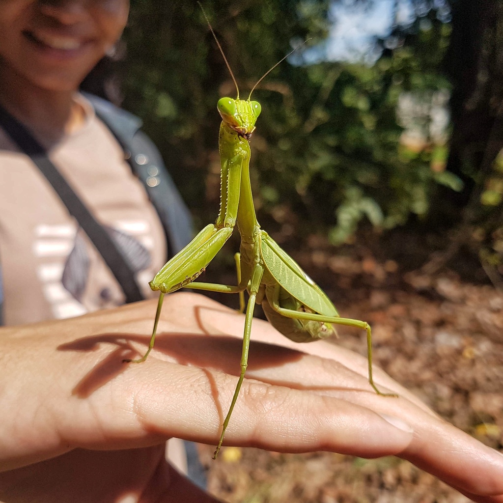 Argentine White-crested Mantis from Vila Olinda, Campo Grande - MS ...