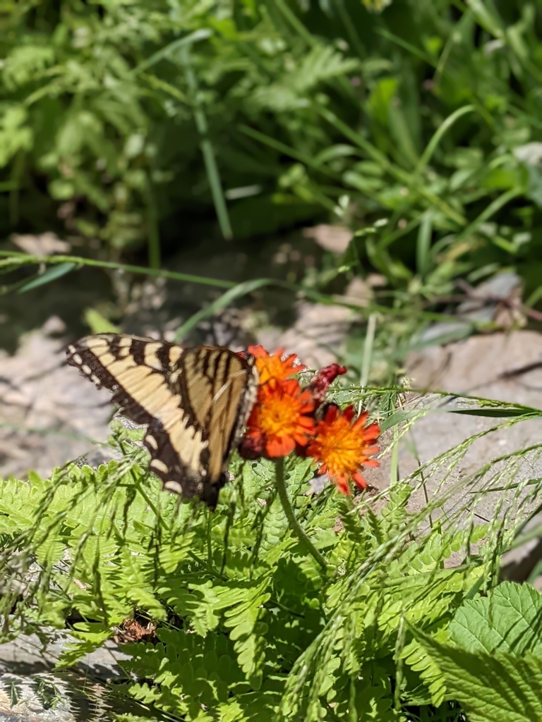 Canadian Tiger Swallowtail from Montreal River Harbour, ON P0S 1H0 ...
