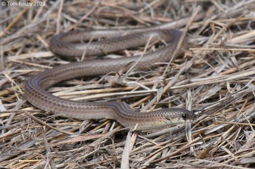 Hunter Valley Delma (Delma vescolineata) · iNaturalist