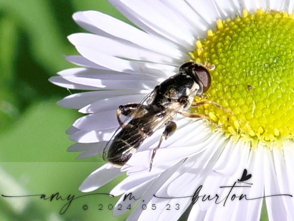 Thick-legged Hover Fly from Schulenberg Prairie, Morton Arboretum ...