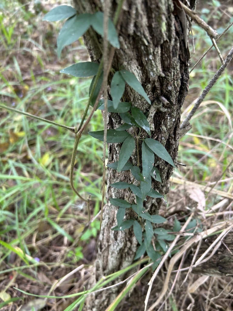Catclaw vine from Southeast Outer Brisbane, Heathwood, QLD, AU on May ...