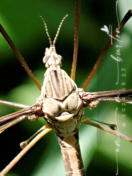 Common Crane Flies from Schulenberg Prairie, Morton Arboretum, Lisle ...
