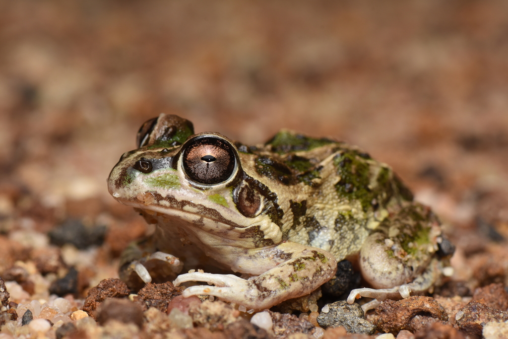 Rough Frog from Narrabri, AU-NS, AU on January 19, 2020 at 07:41 AM by ...