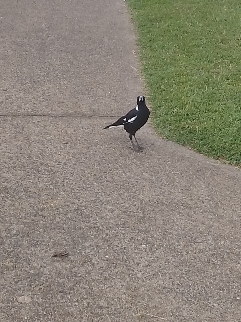 Eastern Black-backed Magpie from Barber St at Marsh Street, Bundaberg ...