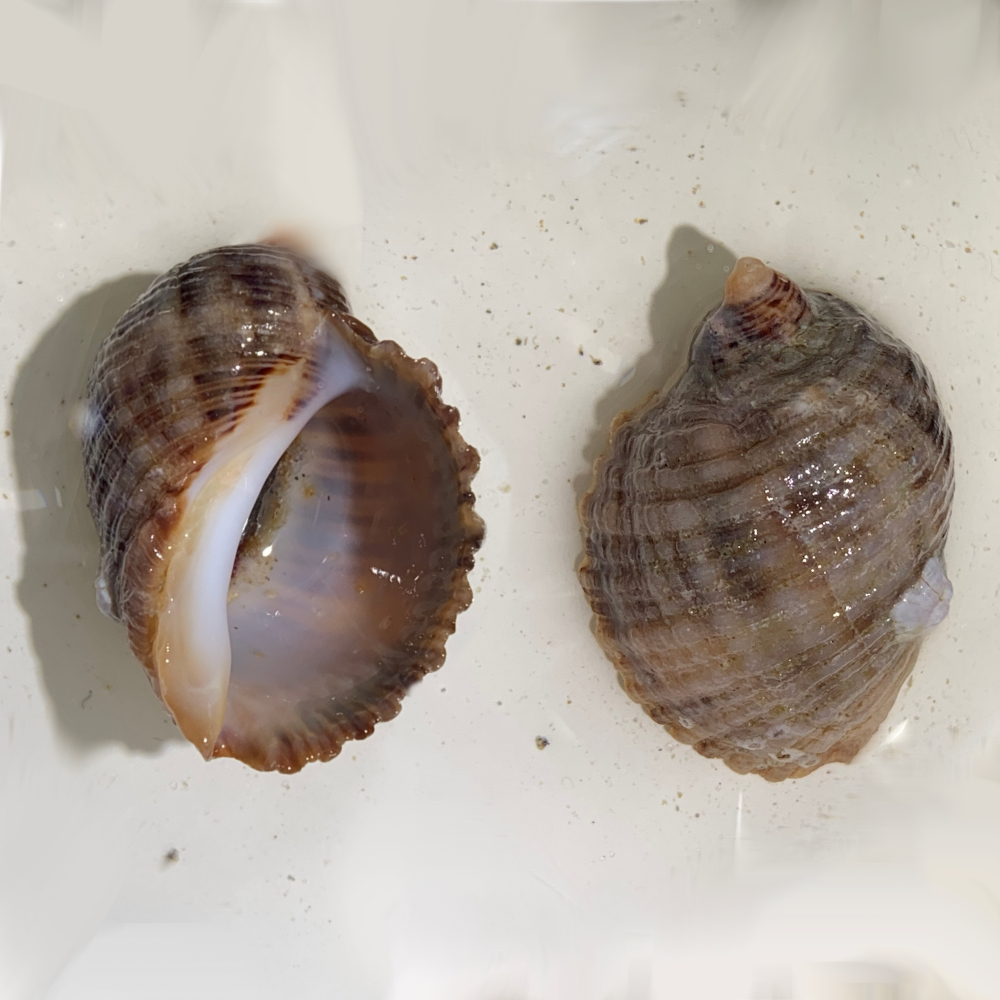 Cart-Rut Shell from Cabarita Beach NSW 2488, Australia on May 25, 2024 ...