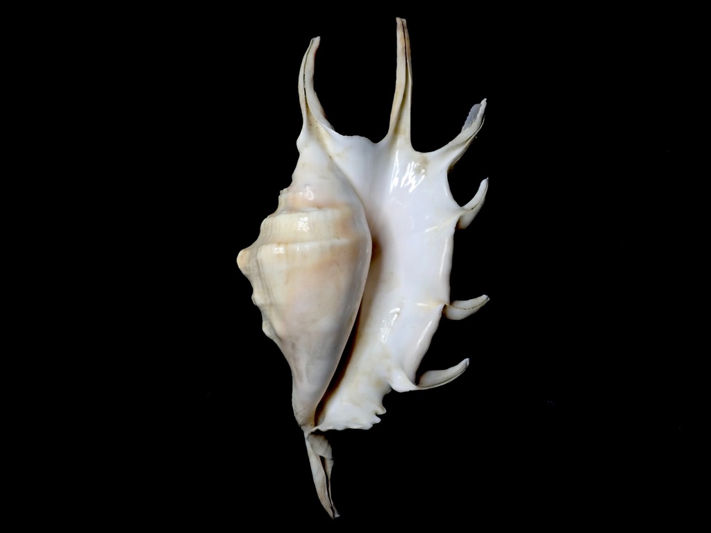 Common Spider Conch in December 2021 by 栗鼠 · iNaturalist