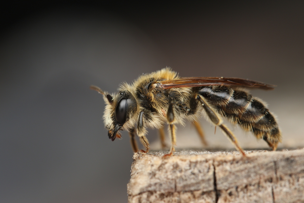 Large Scabious Mining Bee from 34190 Brissac, France on May 31, 2024 at ...