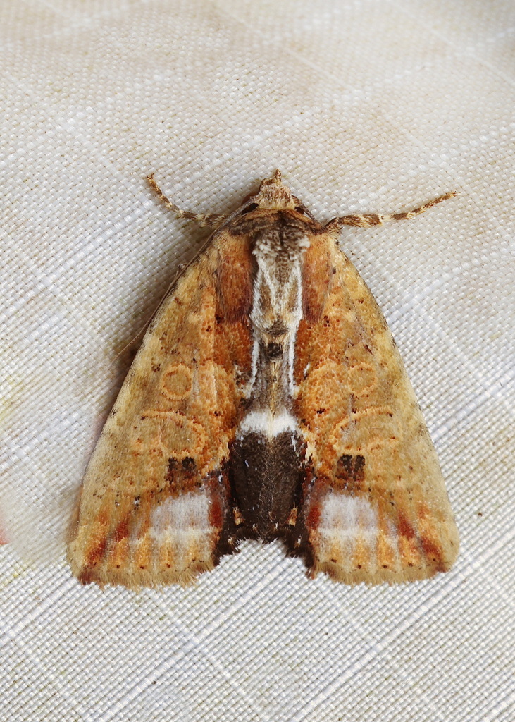 Bagada api from Bukit Fraser, 49000 Bukit Fraser, Pahang, Malaysia on ...