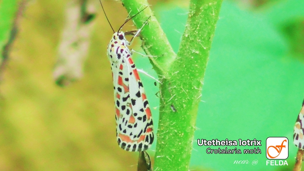Crotalaria moth from Chiku, Kelantan, Malaysia on May 31, 2024 at 05:31 ...