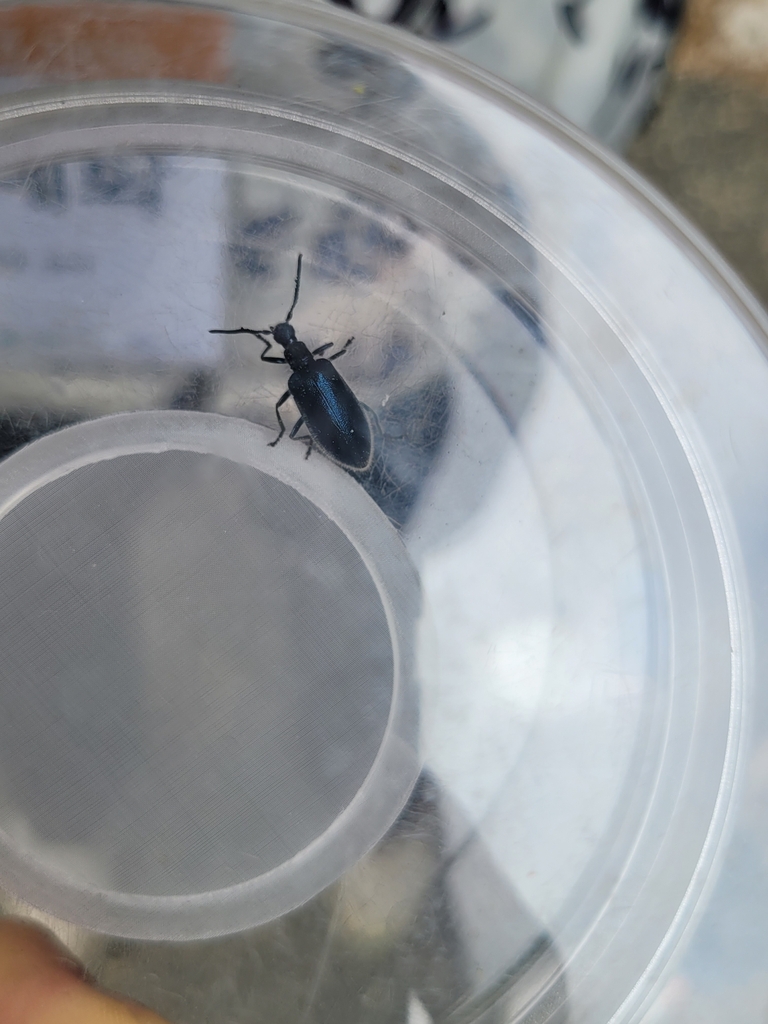 Cerogria janthinipennis from 대한민국 대전광역시 서구 동서대로 on May 11, 2024 at 11: ...