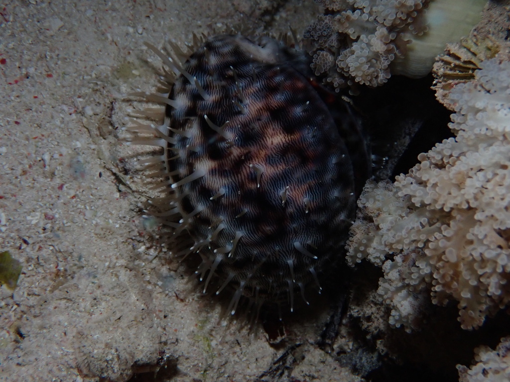 Tiger Cowry from Banda Sea, Southeast Sulawesi, ID on May 29, 2024 at ...