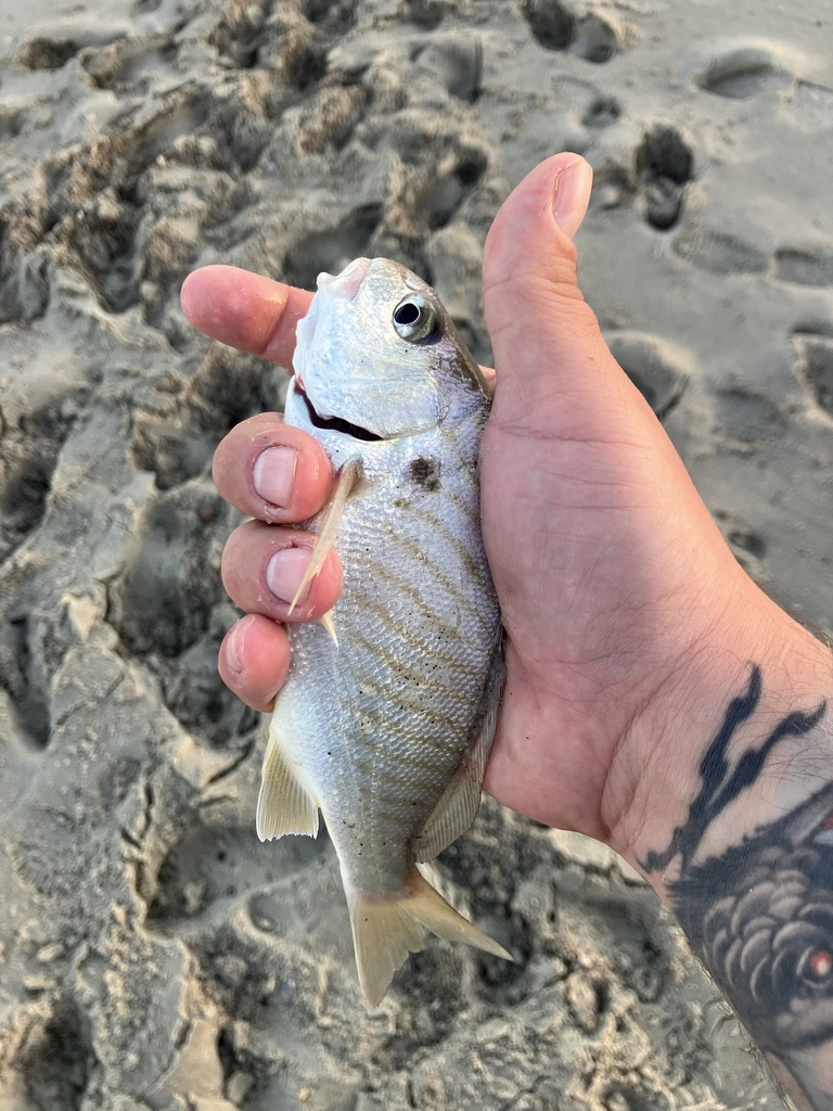 Spot Croaker in May 2024 by theyeti · iNaturalist