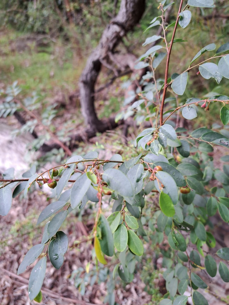 coffee bush from Sydney NSW, Australia on May 16, 2024 at 10:06 AM by ...