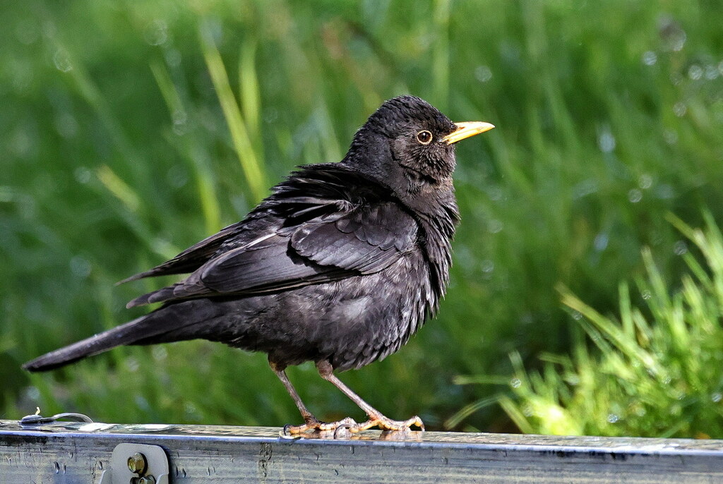 Tibetan Blackbird (Turdus maximus) - Avian Discovery