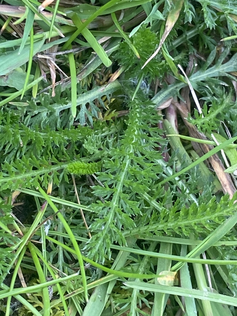 common yarrow from Southoe and Midloe, Huntingdonshire, England, GB on ...