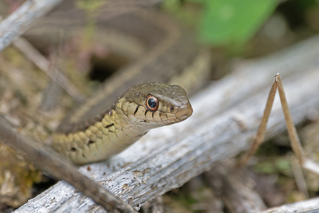 Common Garter Snake from Ottawa County, OH, USA on May 5, 2024 at 05:01 ...