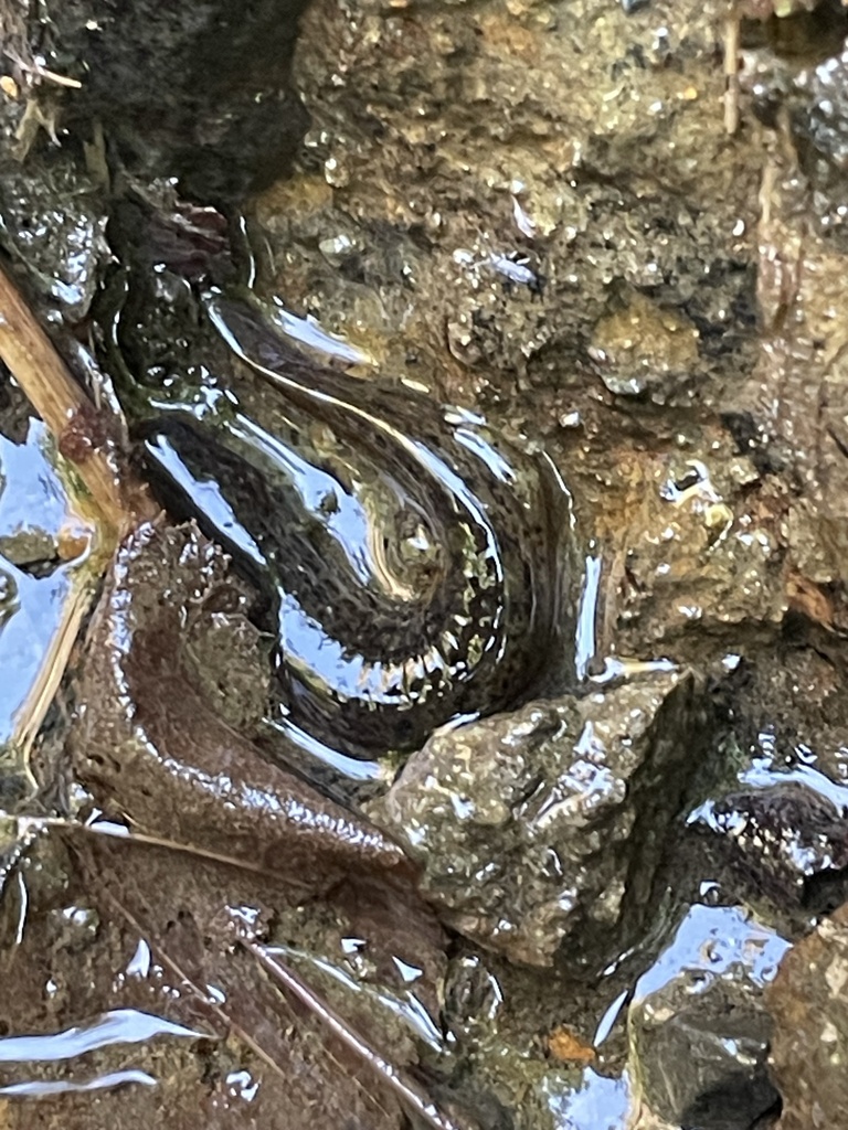 Cascade Torrent Salamander in May 2024 by Elliott Bury · iNaturalist