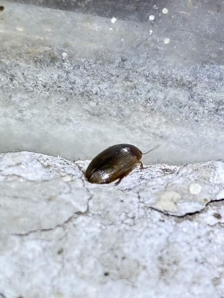 Copelatus glyphicus from Windsor Park, Austin, TX 78723, USA on May 30 ...