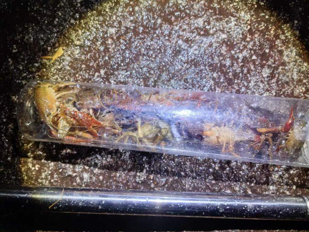 Red Swamp Crayfish from 中国浙江省舟山市普陀区 on May 31, 2024 at 01:25 AM by ...