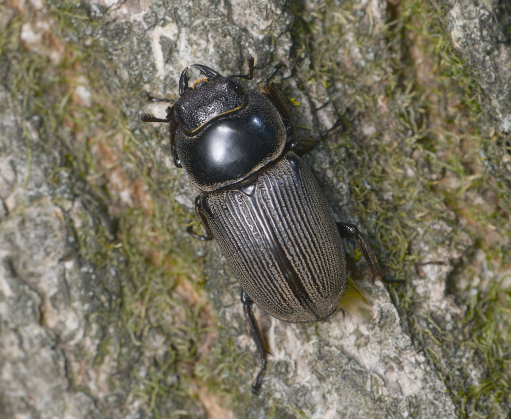 Dorcus daedalion from Dali, Yunnan, China on May 31, 2024 at 08:31 PM ...