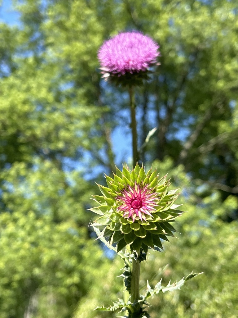 musk thistle from Arrington Rd, Sykesville, MD, US on May 31, 2024 at ...