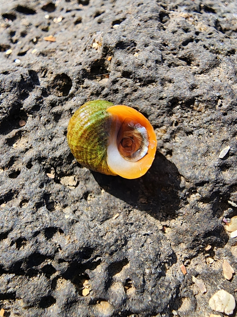 Rough Periwinkle from Íragerði 12, 825 Stokkseyri, Iceland on May 29 ...