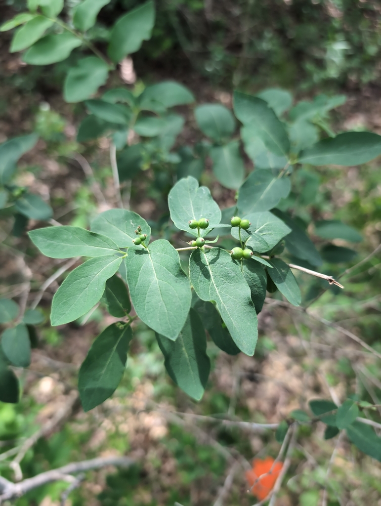Tatarian honeysuckle from Buena Vista, WI, USA on May 31, 2024 at 10:16 ...