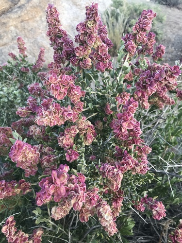 Photo 38861000, (c) ierik, all rights reserved, uploaded by ierik ...