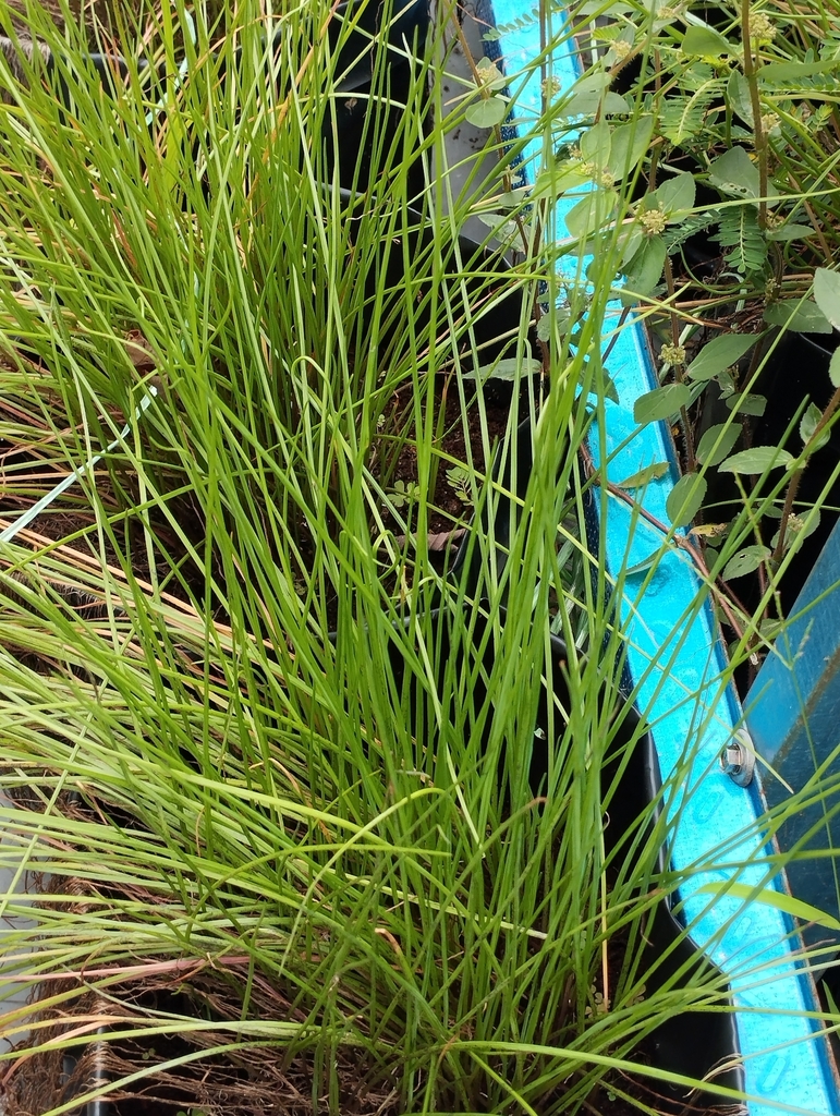 swamp sedge from Felda Semenchu, 81900, Johor, Malaysia on May 28, 2024 ...