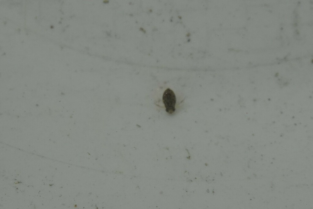 Micronecta from Provincia di Como, Italia on May 31, 2024 at 12:18 PM ...