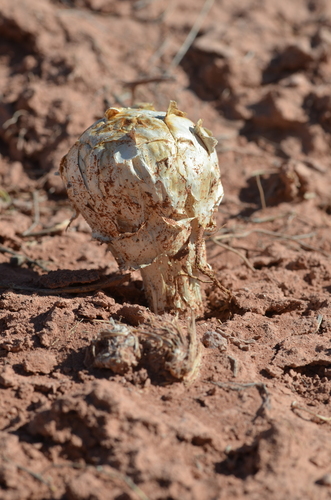 Phellorinia longistriatica · iNaturalist