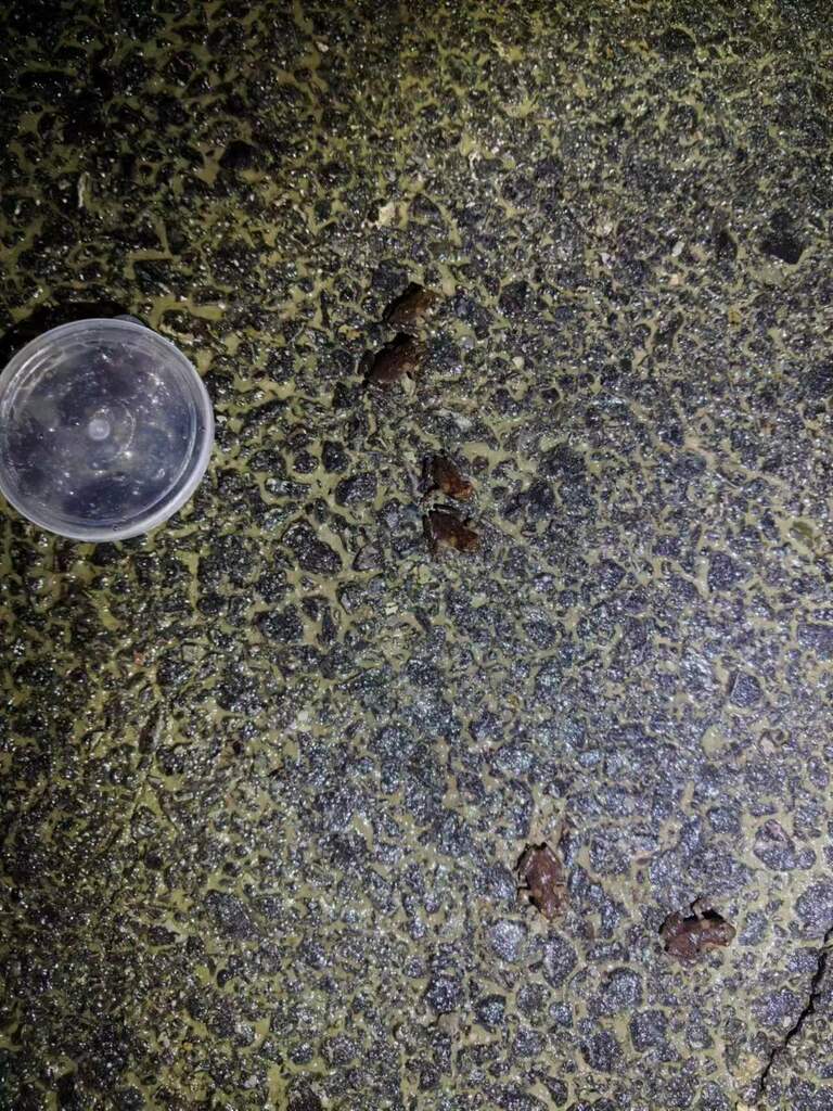 Pale-shouldered Horned Toad from 中国浙江省舟山市普陀区 on May 31, 2024 at 04:13 ...