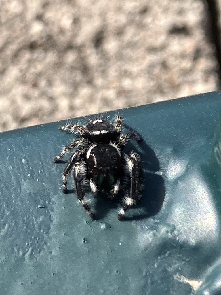 Bold Jumping Spider from Central Connecticut State University, New ...