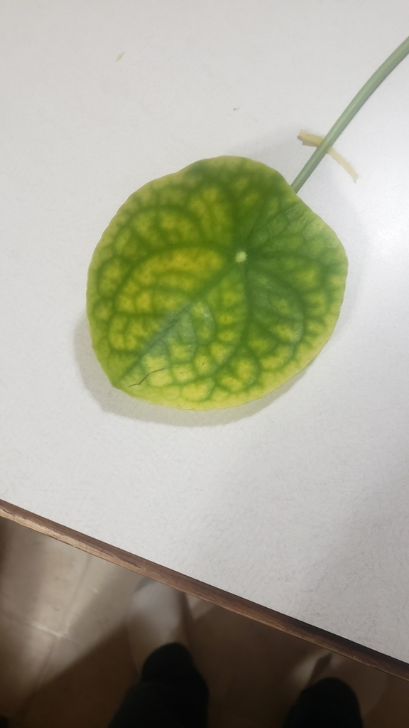 Chinese money plant from Raleigh, NC 27603, USA on November 15, 2023 at ...