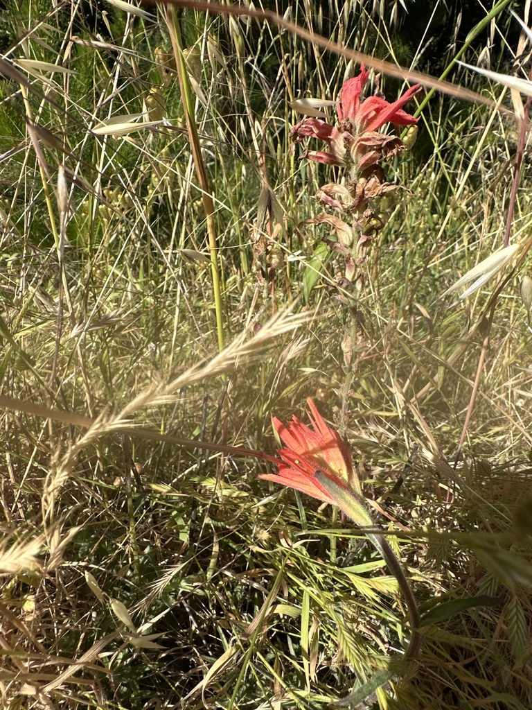 Franciscan Paintbrush in May 2024 by lupine15. Known to grow in this ...
