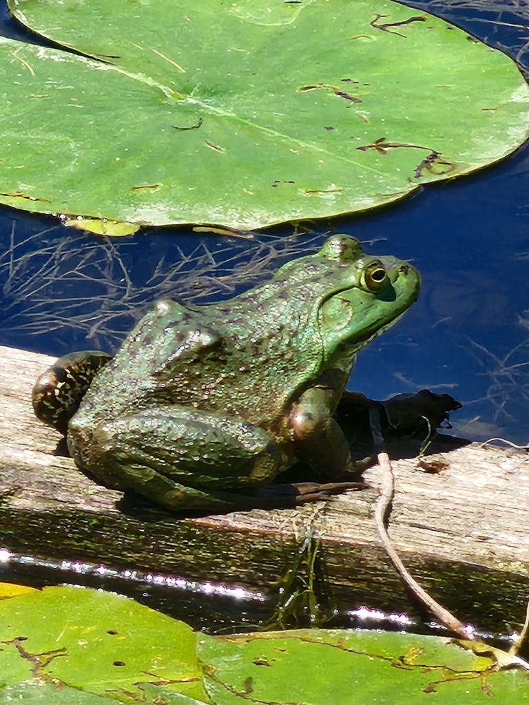 American Bullfrog from Lansing, MI 48912, USA on May 31, 2024 at 02:38 ...