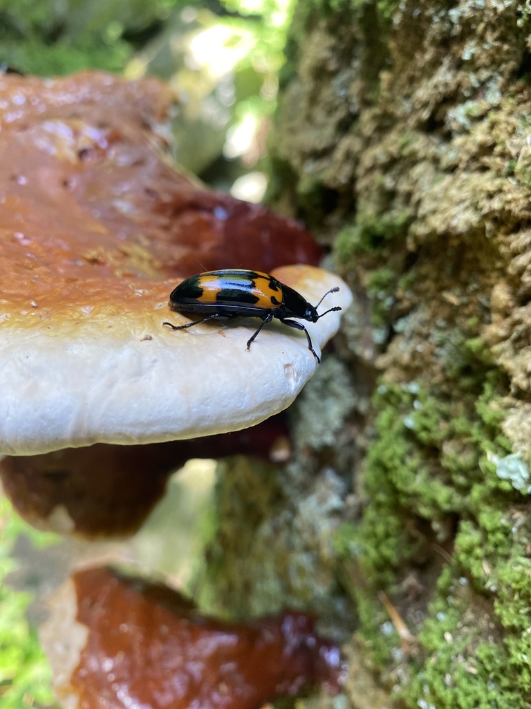 Pleasing Fungus Beetle from Cuyahoga Valley National Park, Peninsula ...