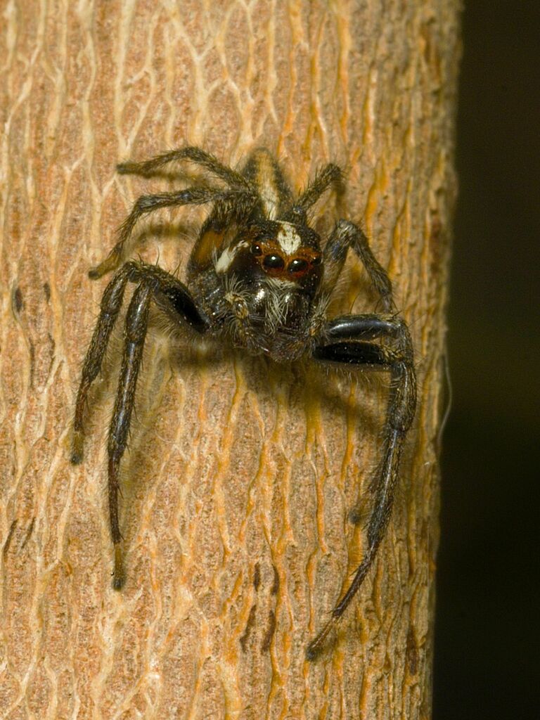 Frigga crocuta from Tumbaco, Ecuador on May 31, 2024 at 12:47 PM by Roy ...