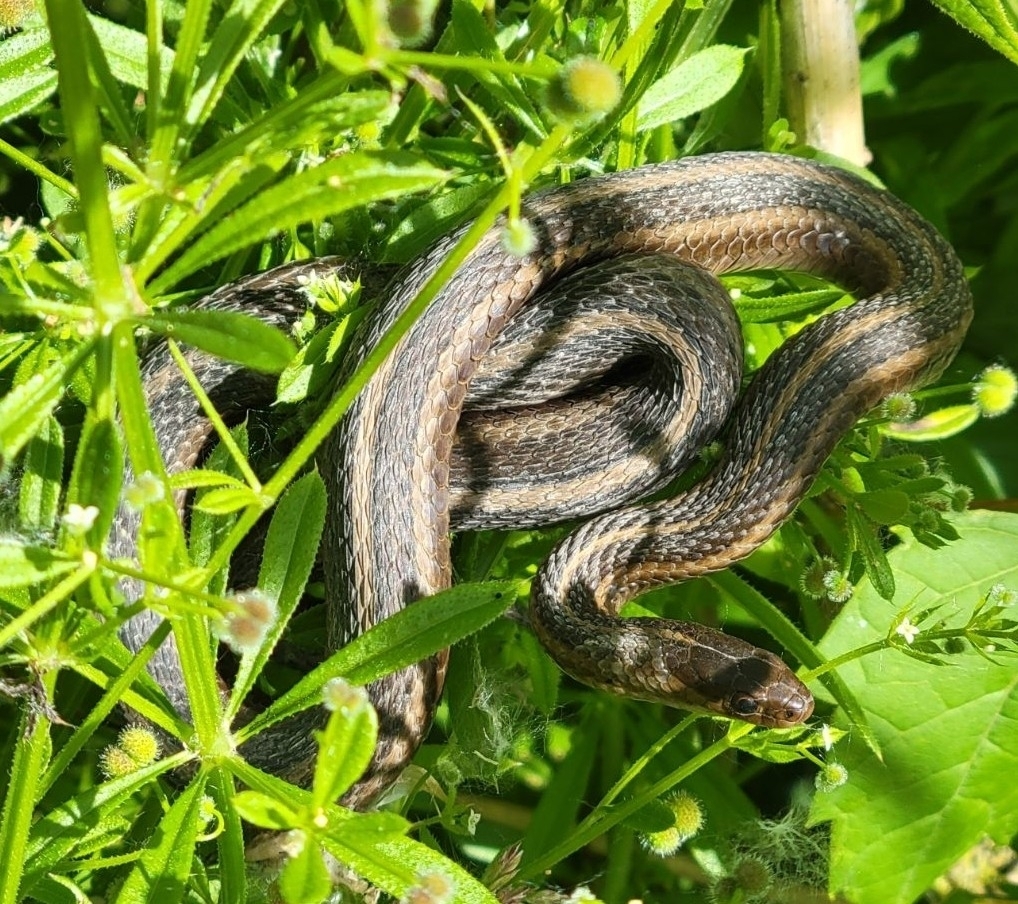 Short-headed Garter Snake in May 2024 by Wendy Paterson · iNaturalist