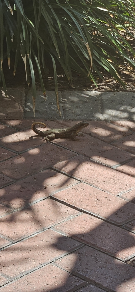 Northern Curly-tailed Lizard from The Key West Butterfly and Nature ...