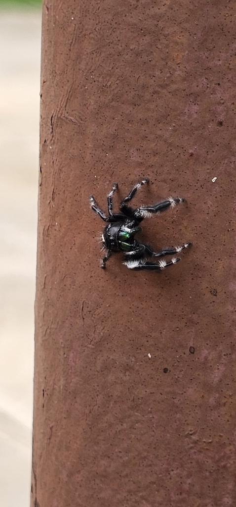 Bold Jumping Spider from Yukon, OK 73099, USA on May 31, 2024 at 02:08 ...