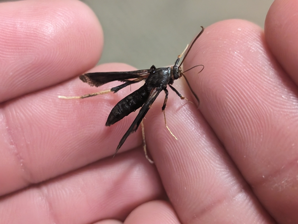 Lilac Borer Moth from F.W. Olin Center, Schenectady, NY 12308, USA on ...