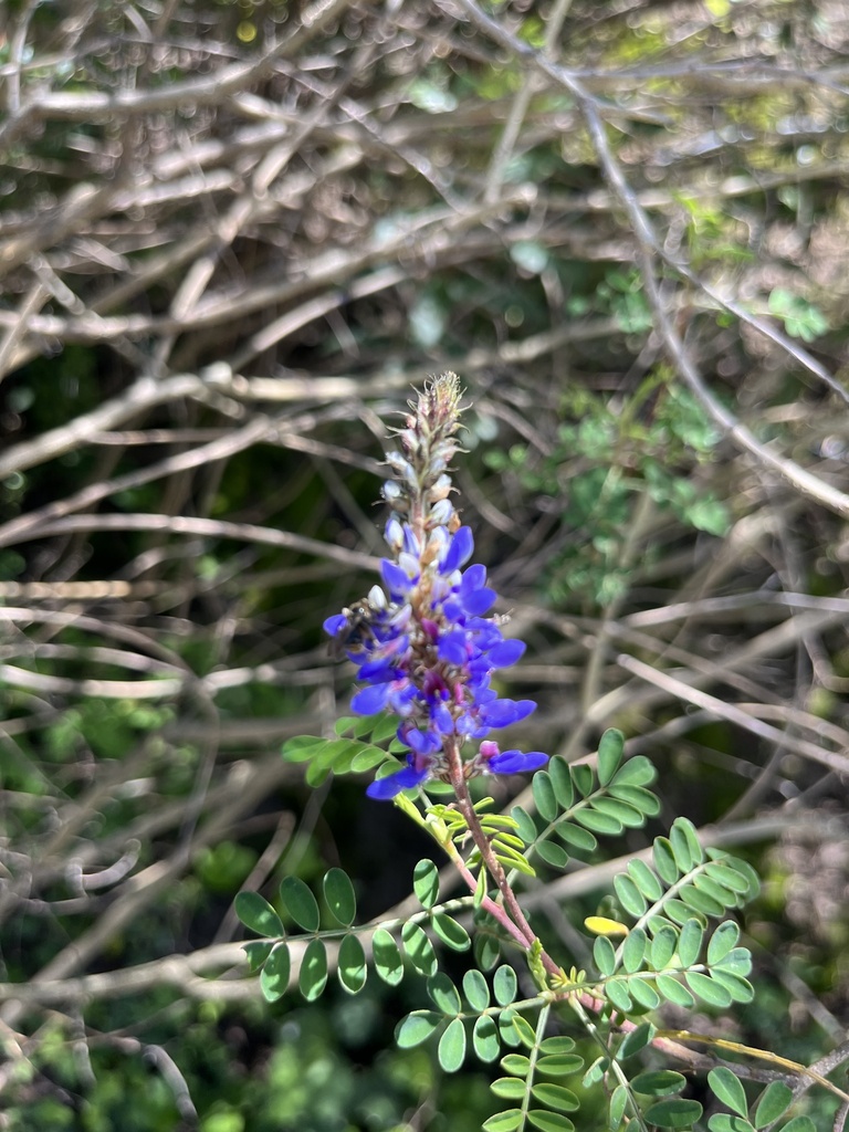 Andean Blue Clover from Alfonso Lamiña, Quito, Pichincha, EC on May 30 ...