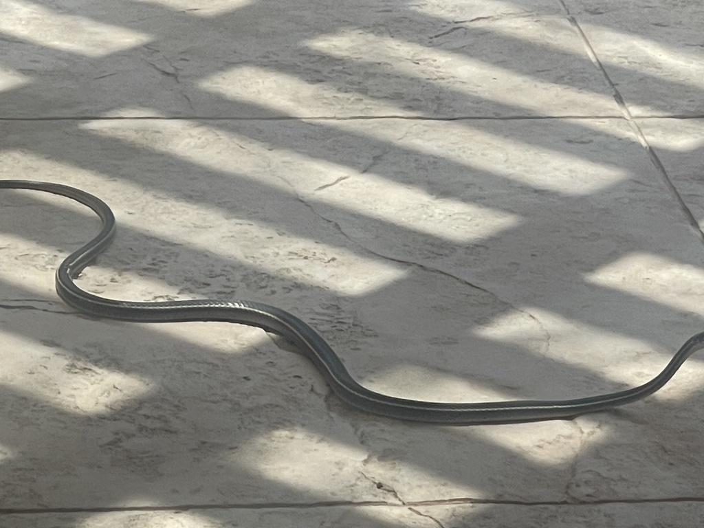 Striped Racer from Meadow Ln, Stevenson Ranch, CA, US on May 31, 2024 ...