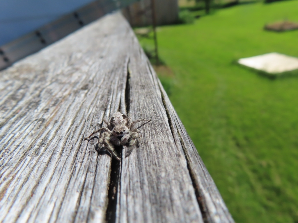 Tan Jumping Spider from Tiverton, ON N0G 2T0, Canada on May 31, 2024 at ...