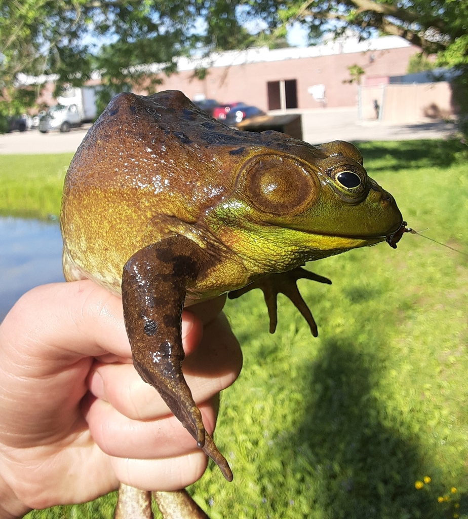 American Bullfrog from Commerce Township on May 31, 2024 at 05:35 PM by ...