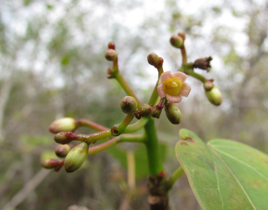 (Jatropha gaumeri) - Botanical Realm