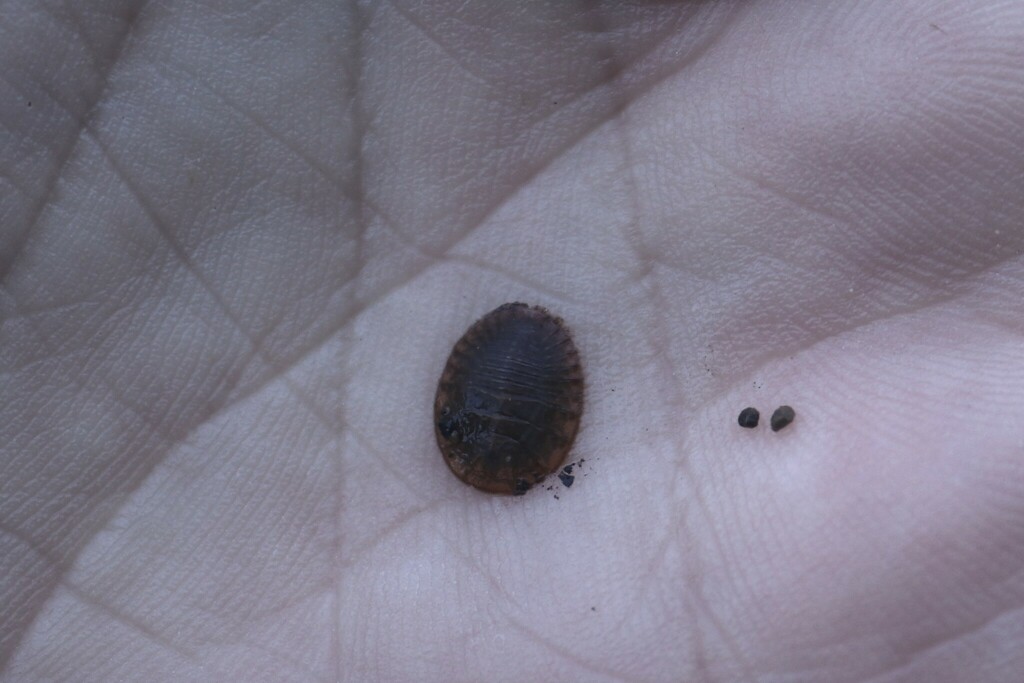 Herrick's Water Penny Beetle in May 2024 by brandonh1 · iNaturalist