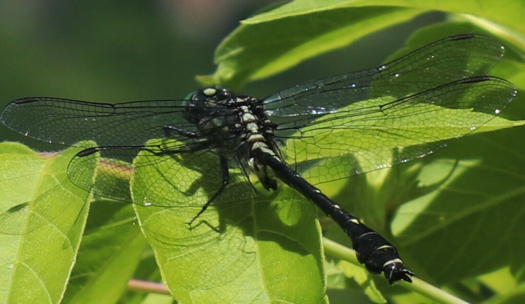 Rapids Clubtail in May 2024 by brandonh1 · iNaturalist